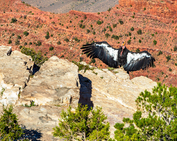 Rim-to-Rim: Hike the Grand Canyon With a Guide | 57hours