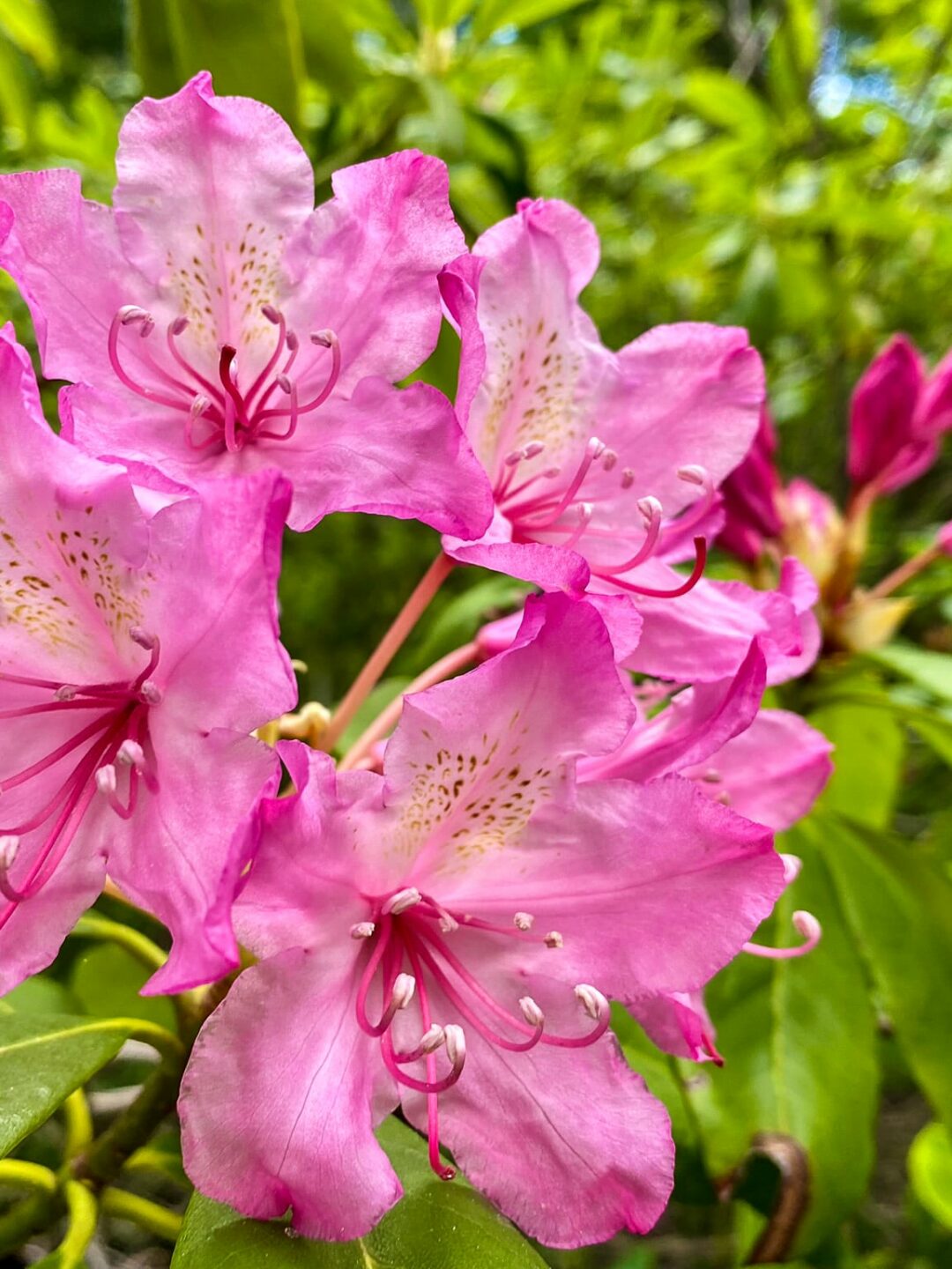 Pacific Crest Trail Oregon Hiking and Backpacking Tour | 57hours