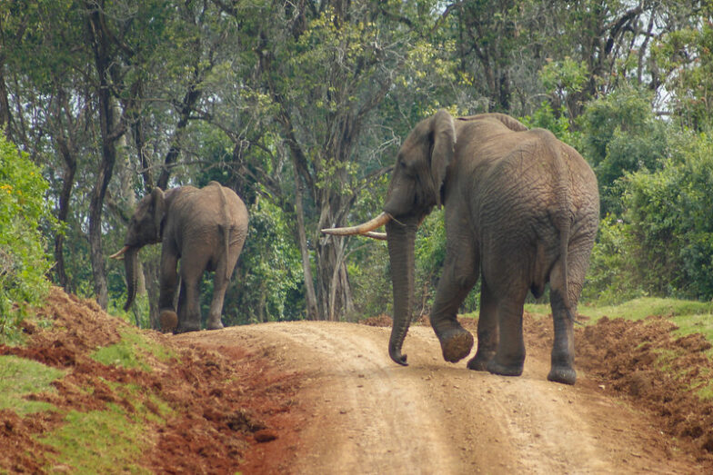 Guided Hiking on the Timau Route on Mt. Kenya | 57hours