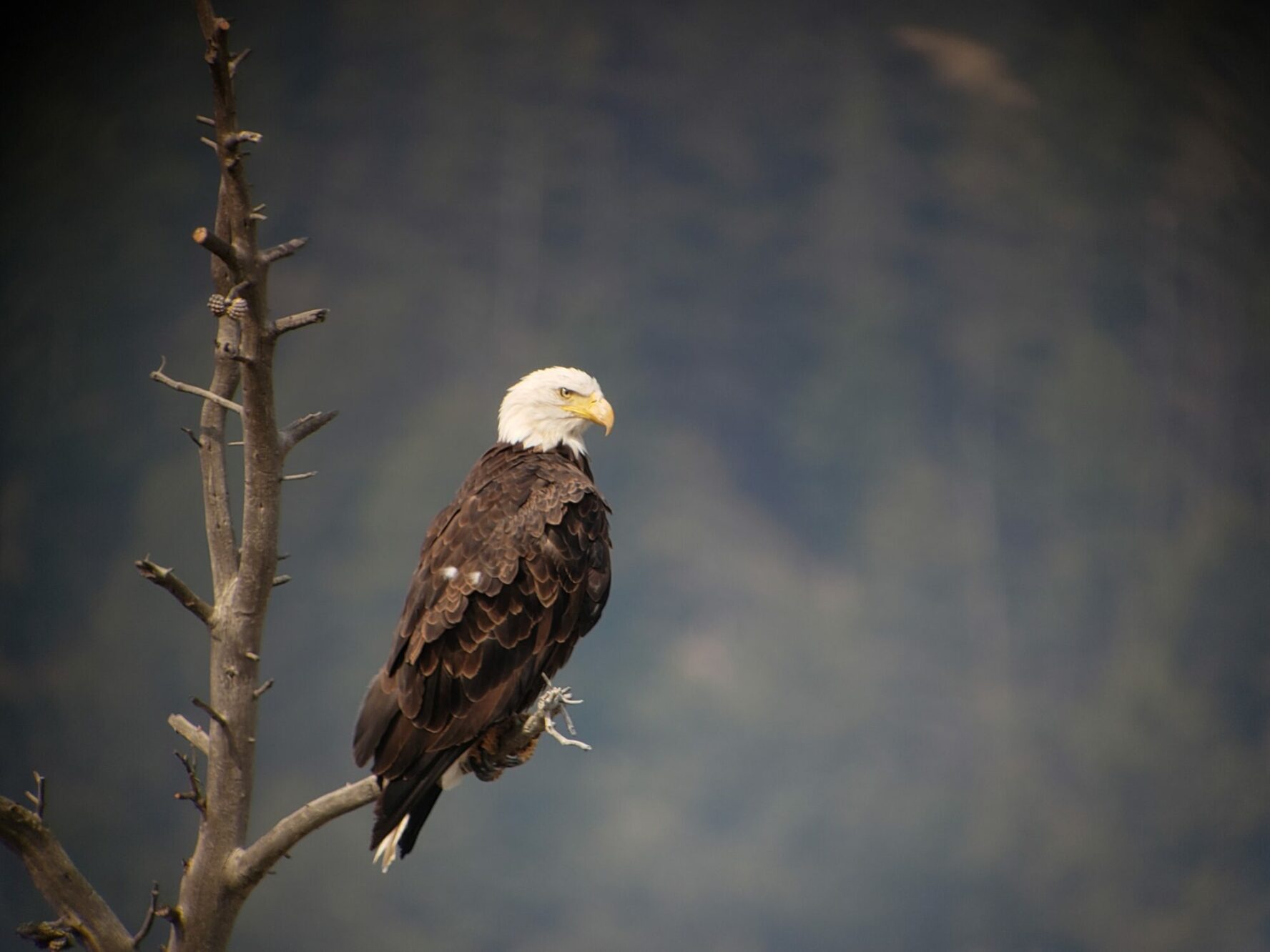 The Best Places to See Wildlife in Yellowstone