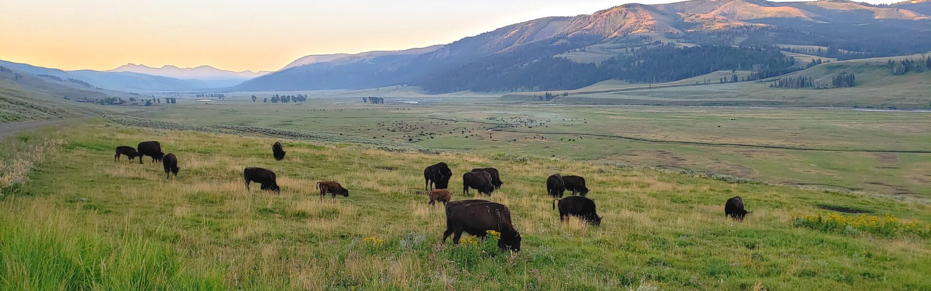 The Best Places to See Wildlife in Yellowstone