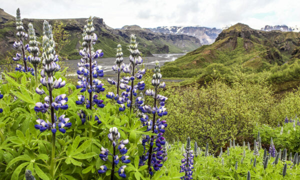 The Best Of Iceland Hiking: A Legacy Written in the Land