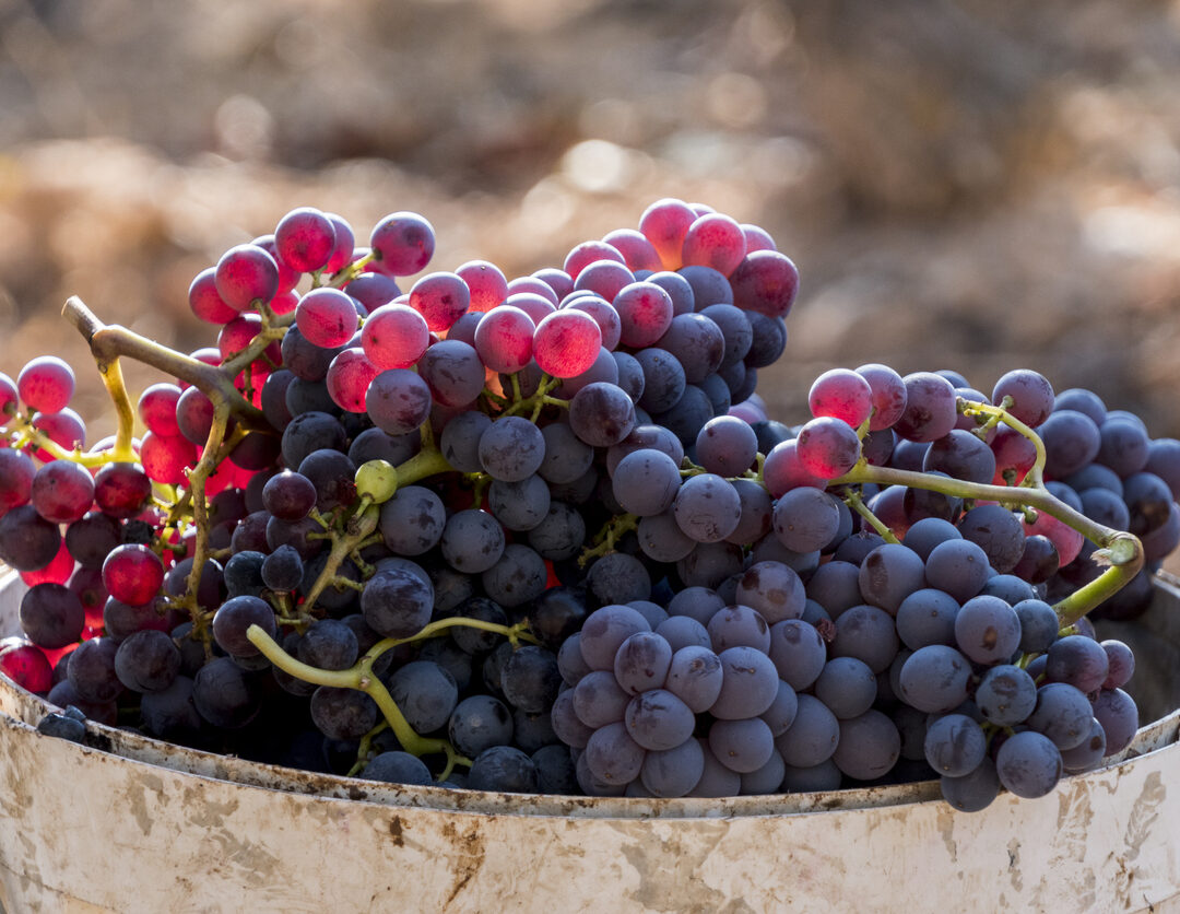All-Women Hiking Tour in Priorat Region, Spain | 57hours