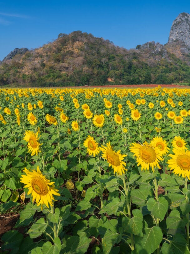Rock Climbing Northern Thailand - Guided Tours | 57hours