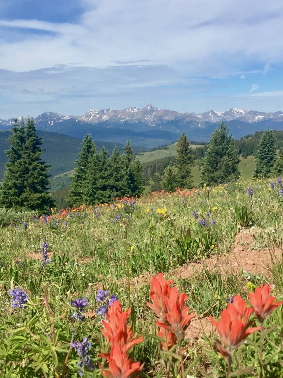 Summit County, Colorado Wildflower Hikes | 57hours