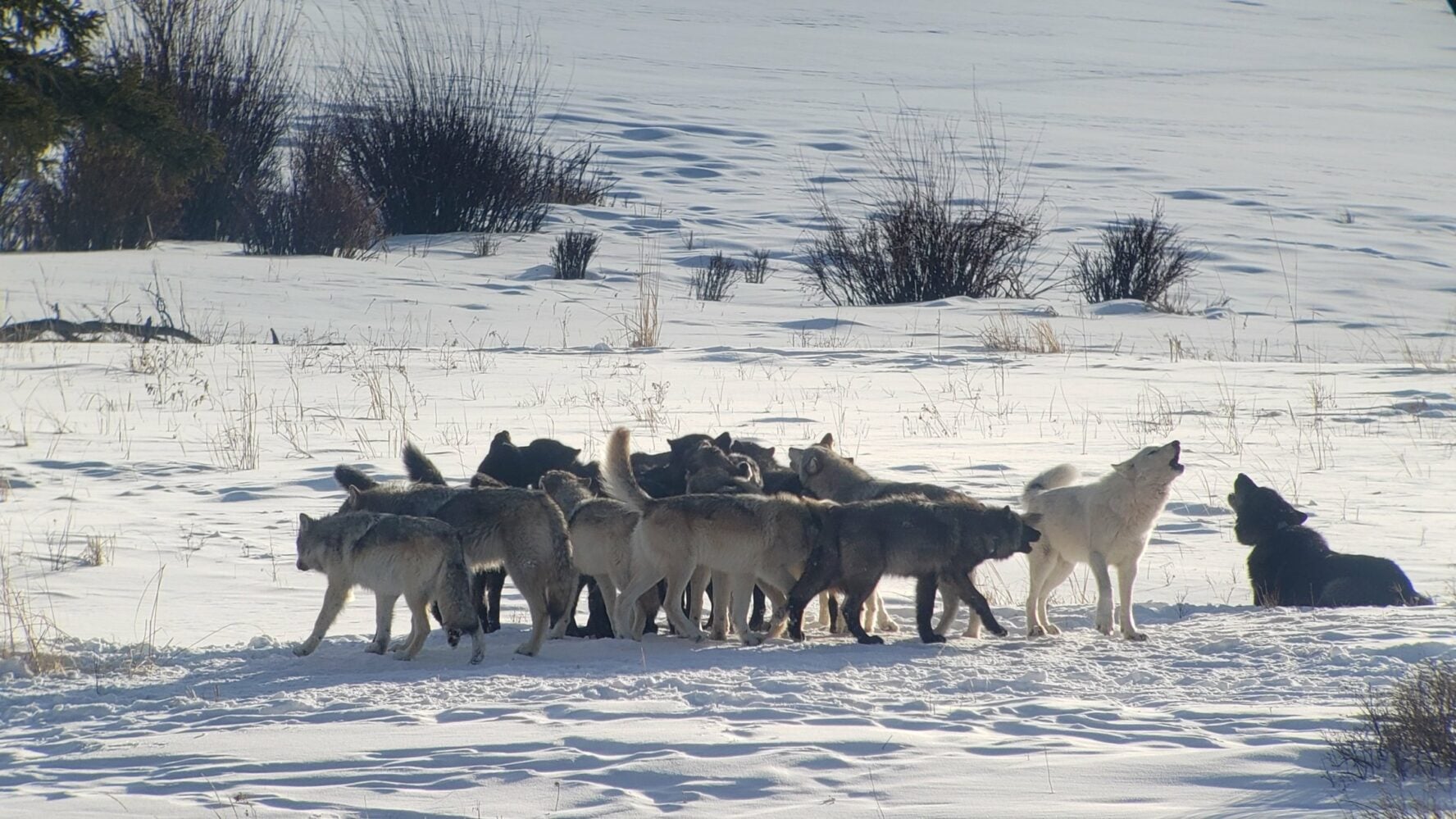 Best Time to Visit Yellowstone: A Local's Guide