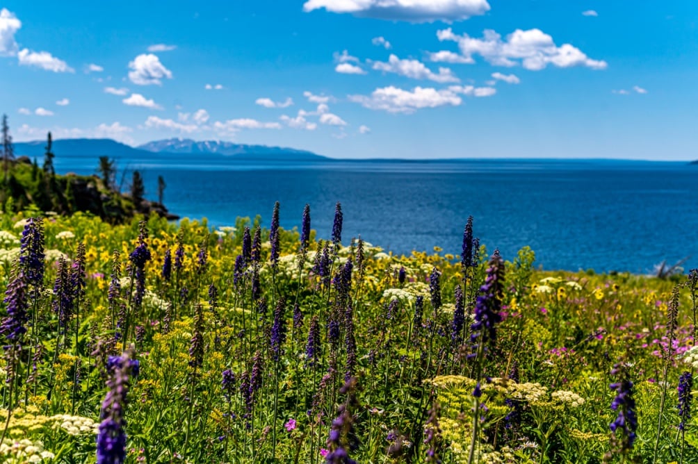 Best Time to Visit Yellowstone: A Local's Guide