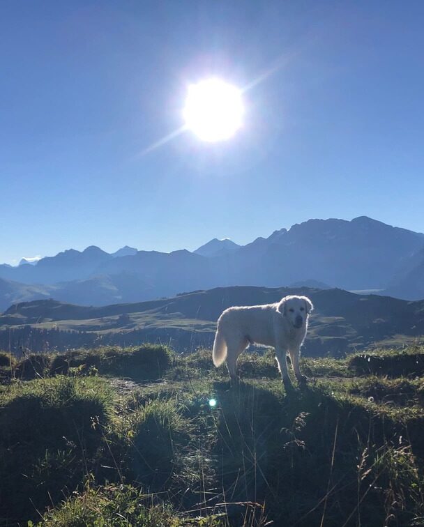 Switzerland Hiking Tours with Local Guides - 57hours