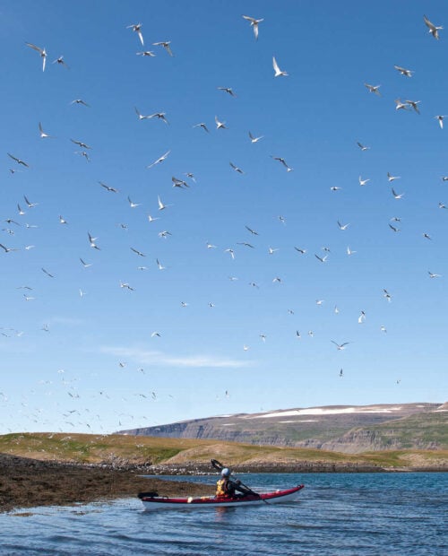 Iceland Sea Kayaking Tour With Expert Guide | 57hours