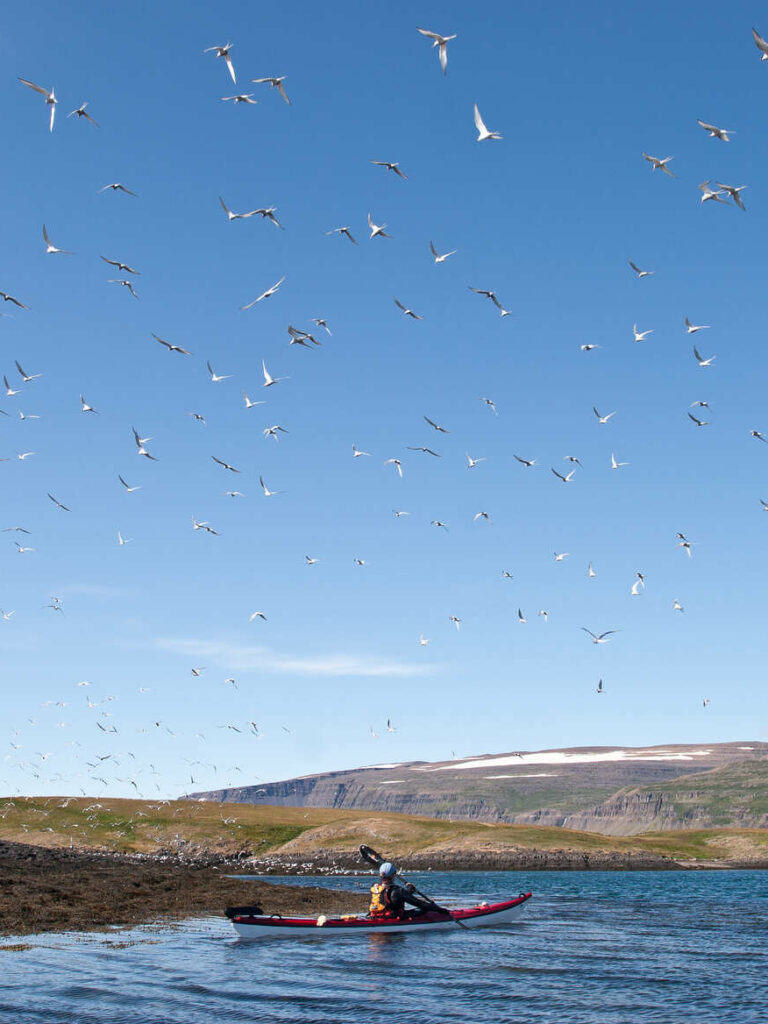 Iceland Sea Kayaking Tour With Expert Guide | 57hours