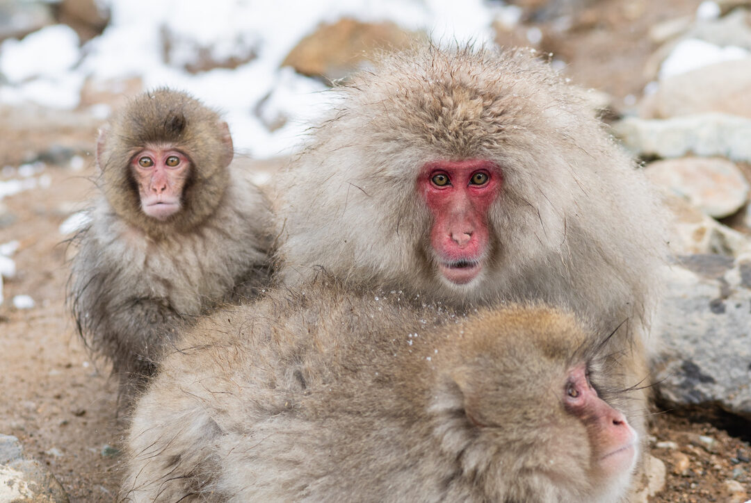 Guided Backcountry Skiing in Hakuba & Myoko, Japan | 57hours