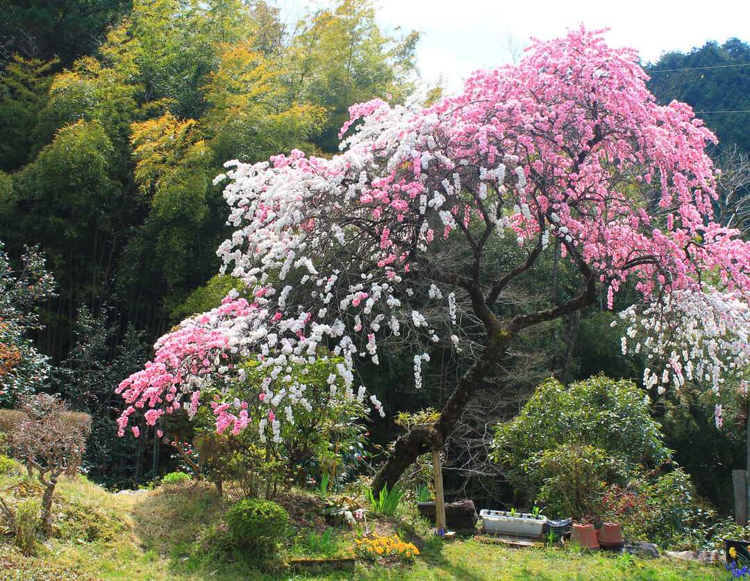 Guided Nakasendo Bike Tour in Japan | 57hours