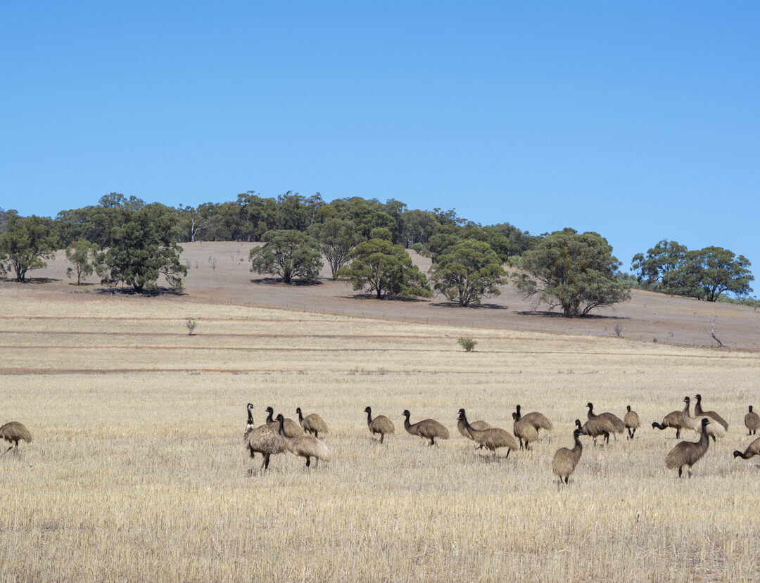 Flinders Ranges Guided Hiking Adventure | 57hours