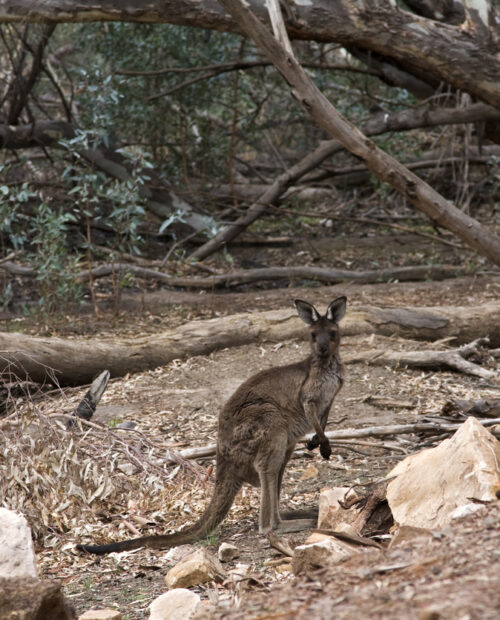 Flinders Ranges Guided Hiking Adventure | 57hours
