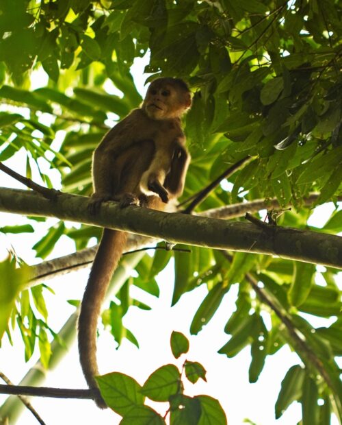 Guided Galapagos & Amazon Adventure Tour | 57hours