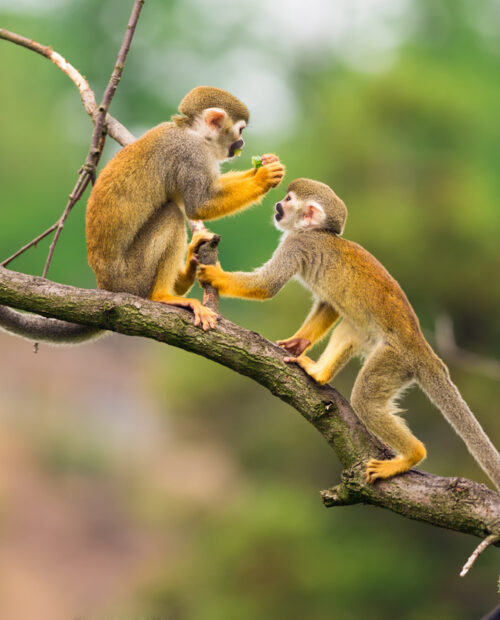 Guided Galapagos & Amazon Adventure Tour | 57hours