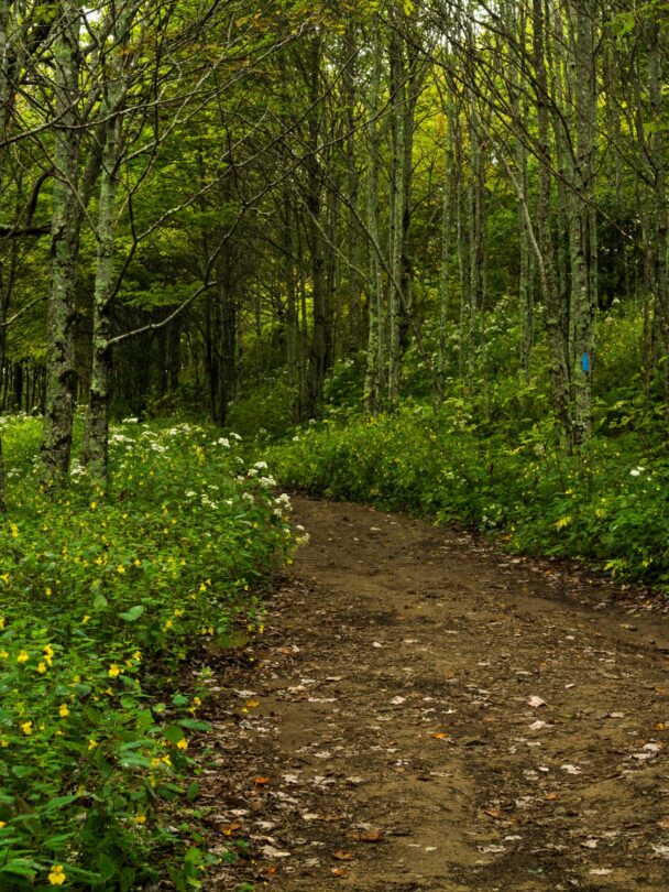 Appalachian Trail Backpacking in Roan Highlands | 57hours