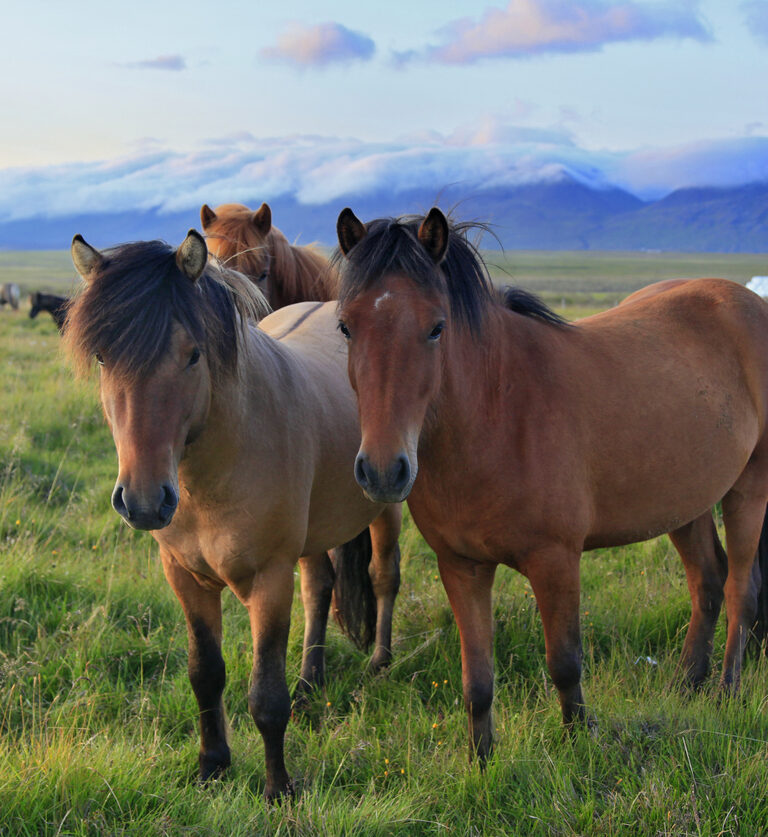 Guided Laugavegur Trail Hiking Tour, Iceland | 57hours