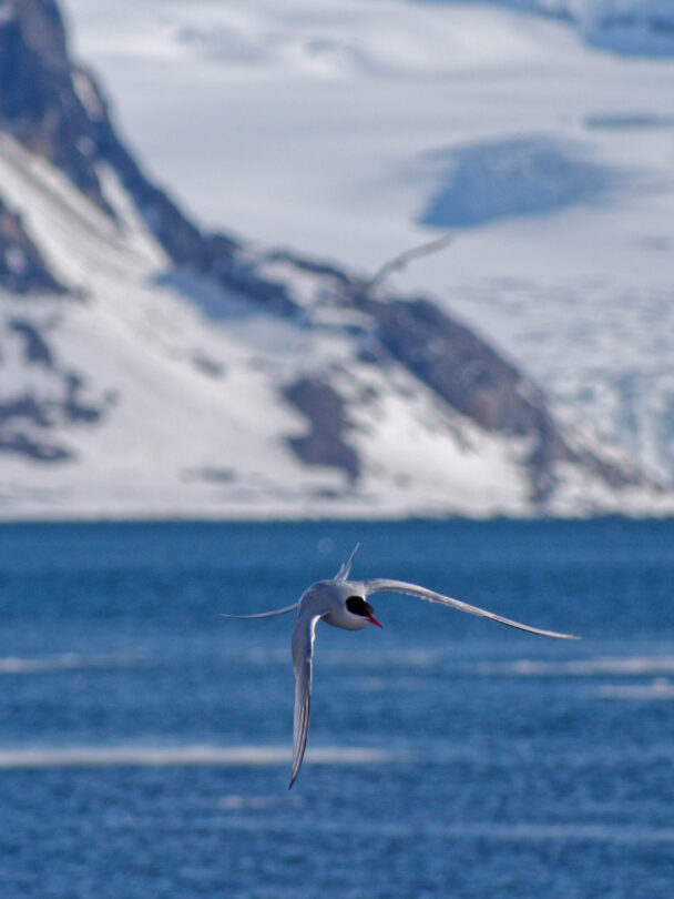 Sail and Explore Svalbard With a Guide | 57hours