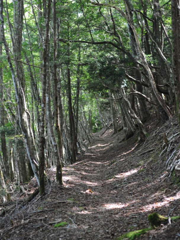Seven-Day Mt Fuji Tour: Walk the Izu Geo Trail | 57hours